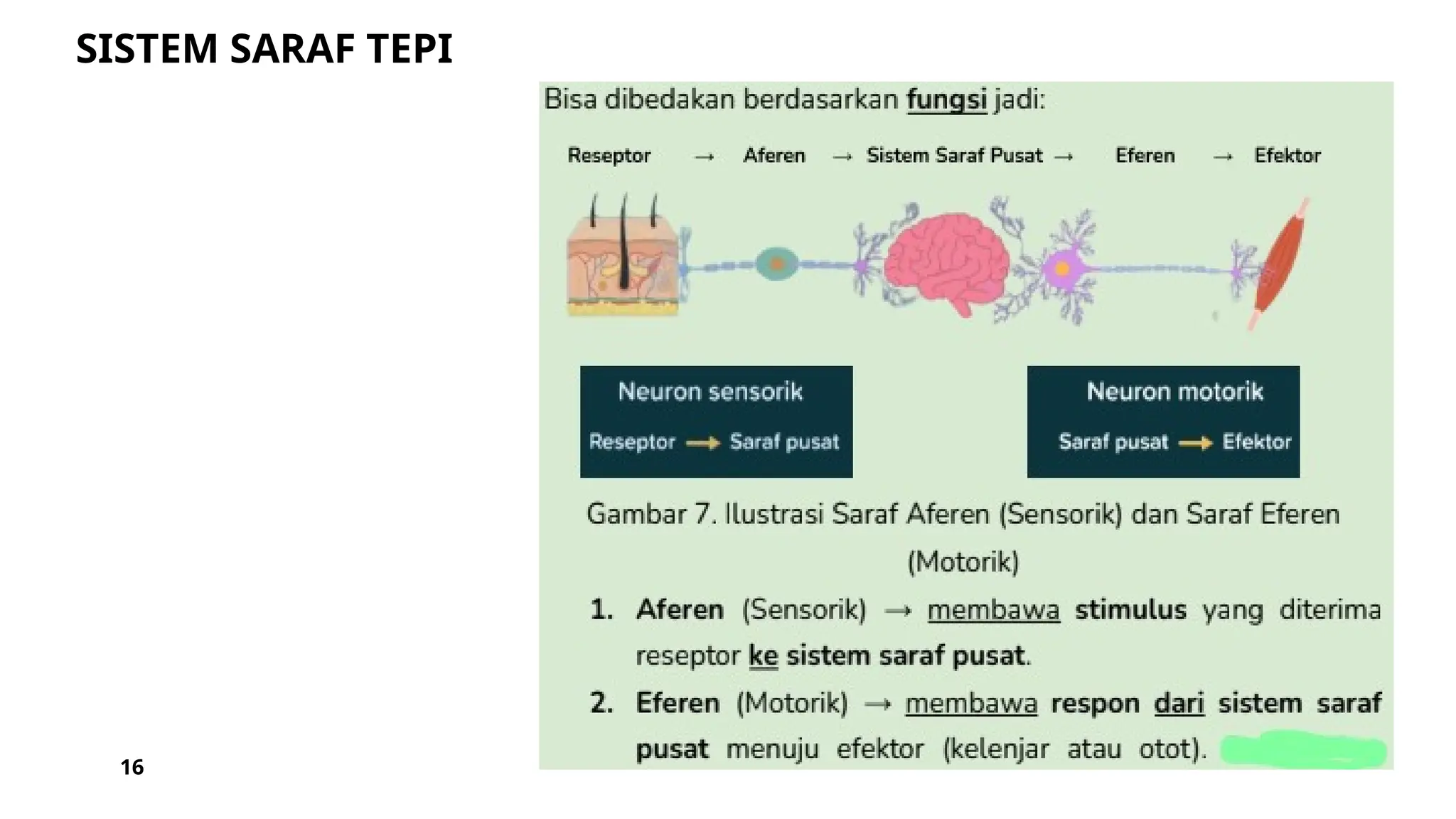 STRUKTUR DAN FUNGSI SISTEM SARAF kelas 11.pptx