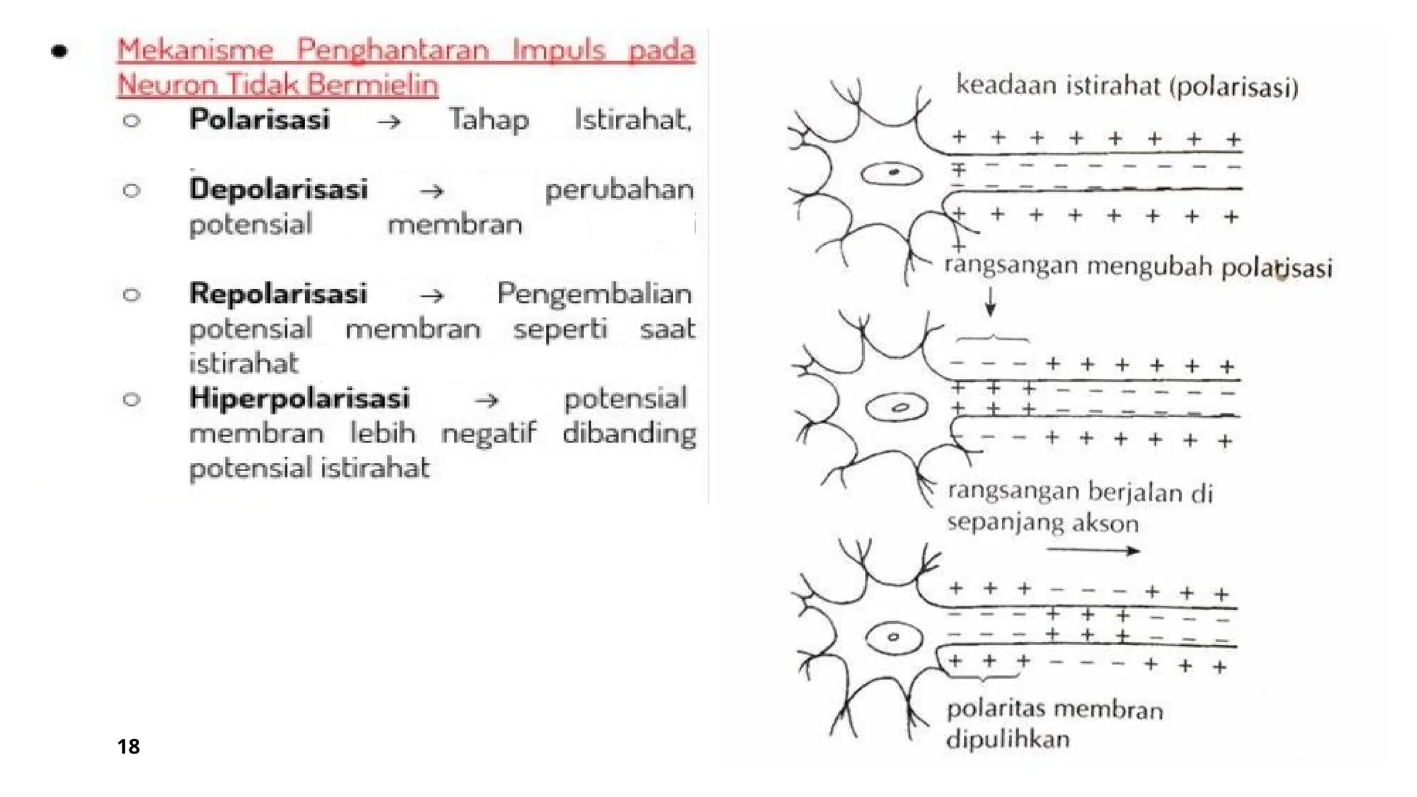 STRUKTUR DAN FUNGSI SISTEM SARAF kelas 11.pptx STRUKTUR DAN FUNGSI SISTEM SARAF kelas 11.pptx
