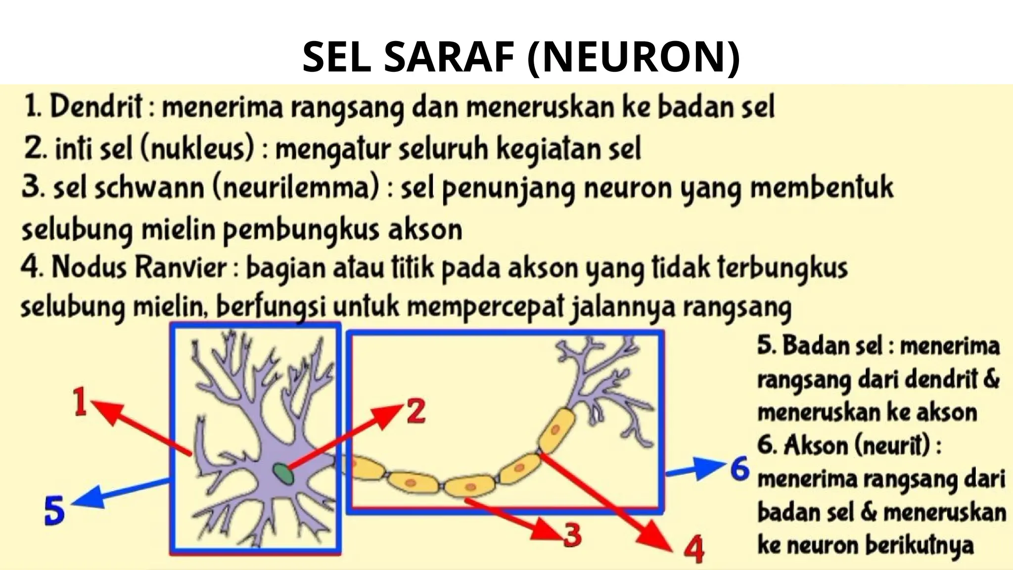 STRUKTUR DAN FUNGSI SISTEM SARAF kelas 11.pptx