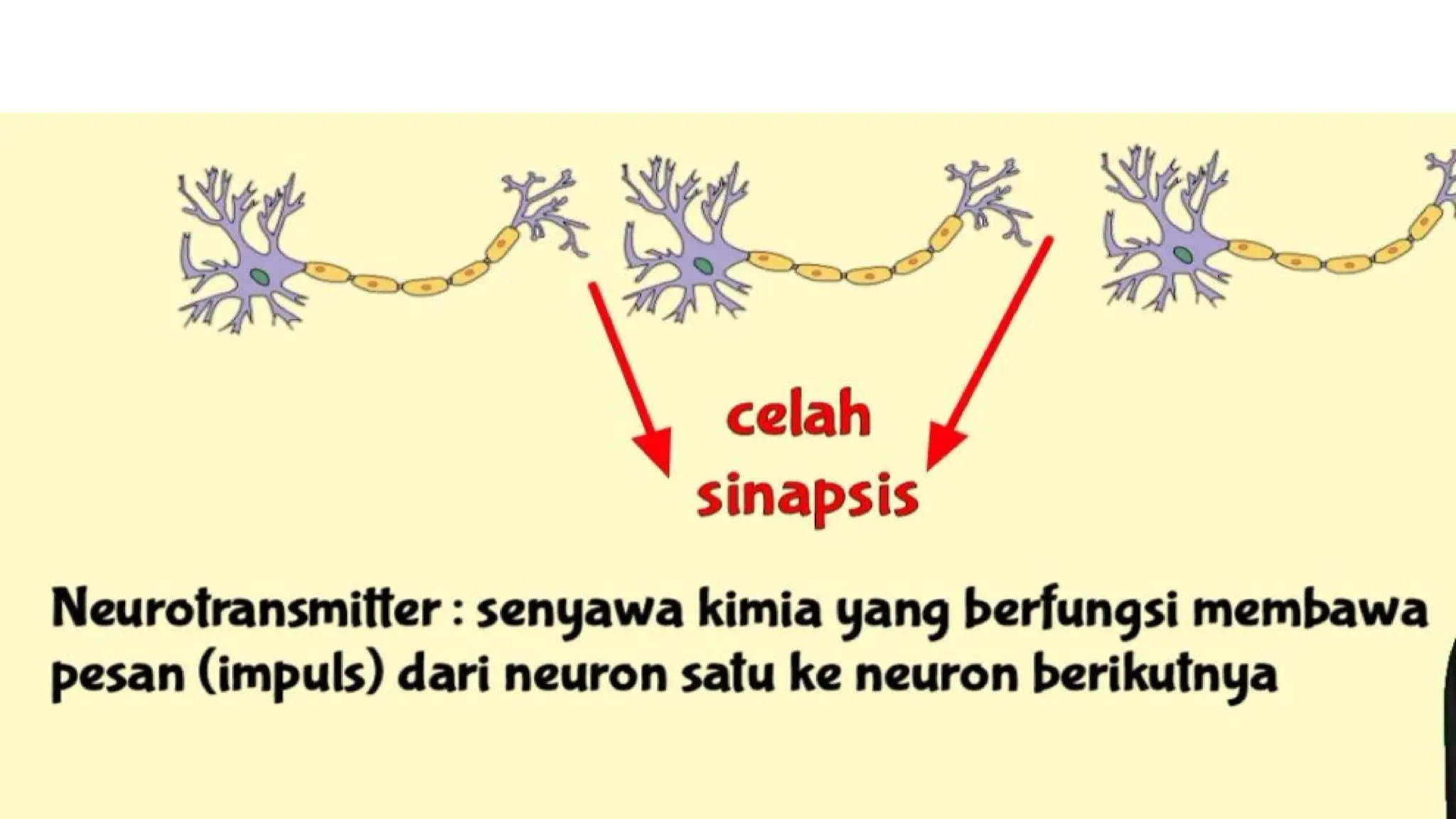 STRUKTUR DAN FUNGSI SISTEM SARAF kelas 11.pptx
