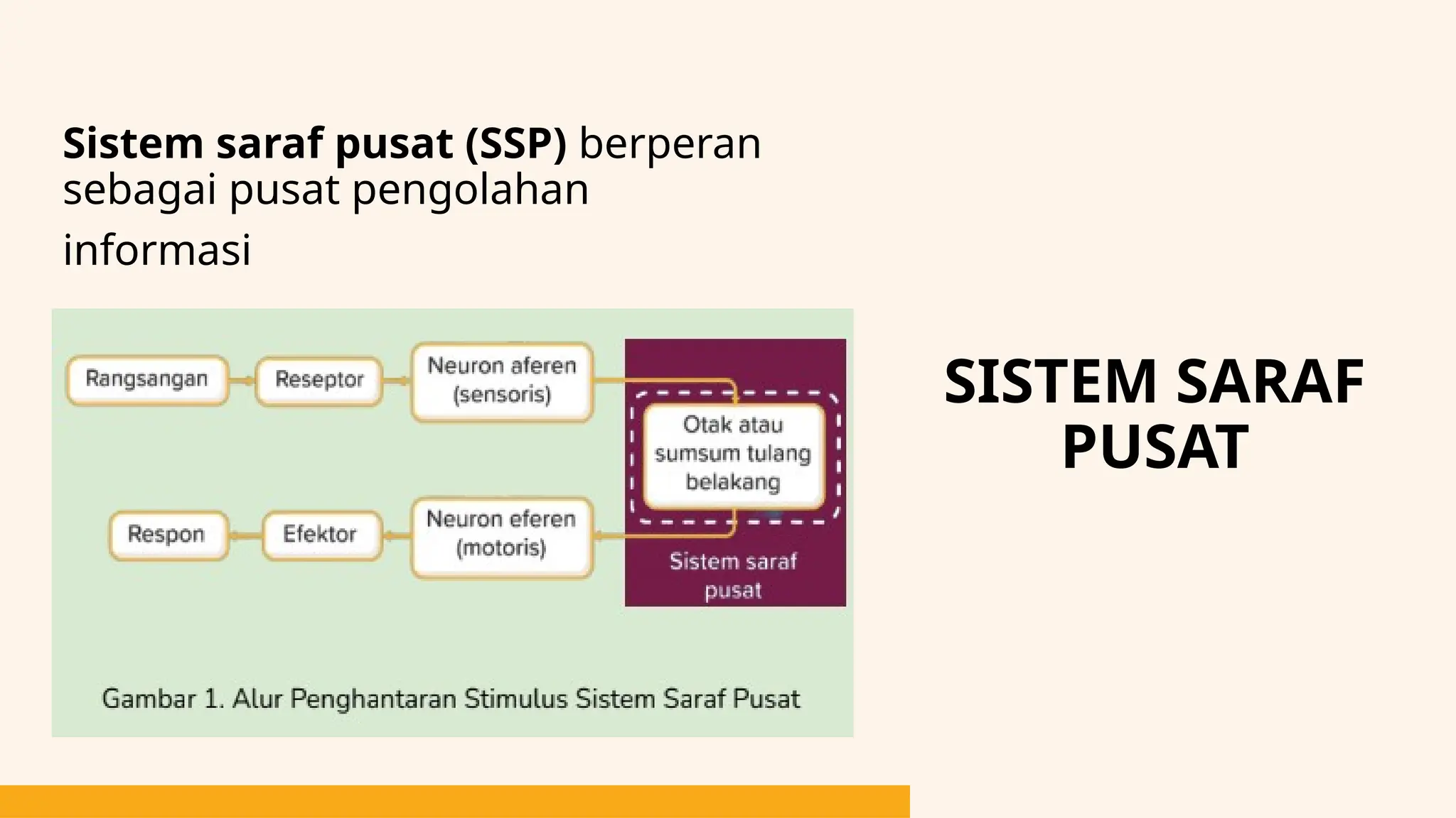 STRUKTUR DAN FUNGSI SISTEM SARAF kelas 11.pptx STRUKTUR DAN FUNGSI SISTEM SARAF kelas 11.pptx