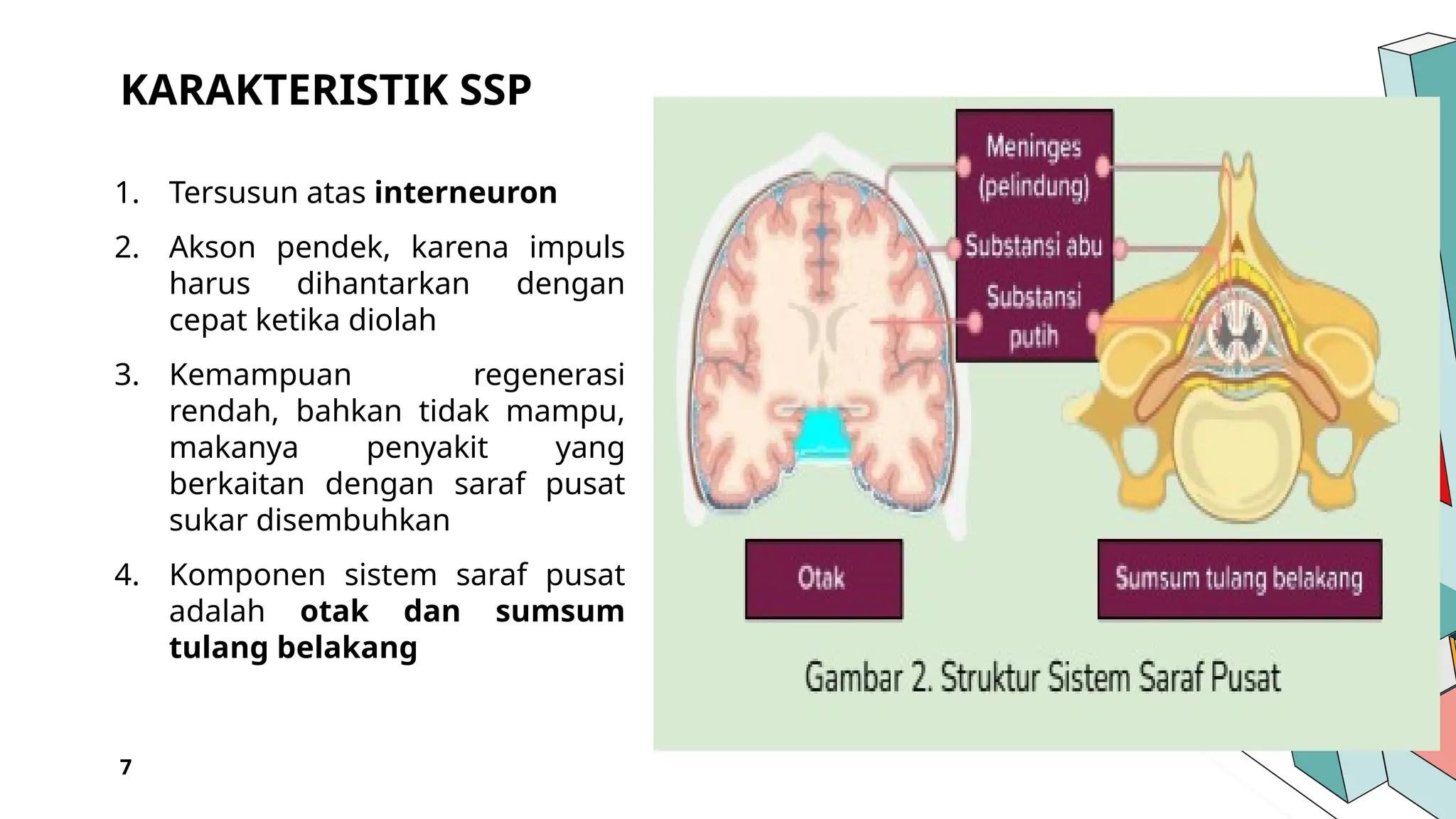 STRUKTUR DAN FUNGSI SISTEM SARAF kelas 11.pptx
