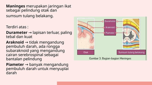 STRUKTUR DAN FUNGSI SISTEM SARAF kelas 11.pptx