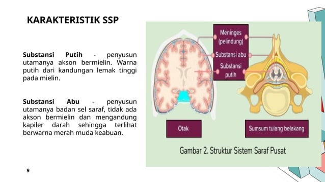 STRUKTUR DAN FUNGSI SISTEM SARAF kelas 11.pptx