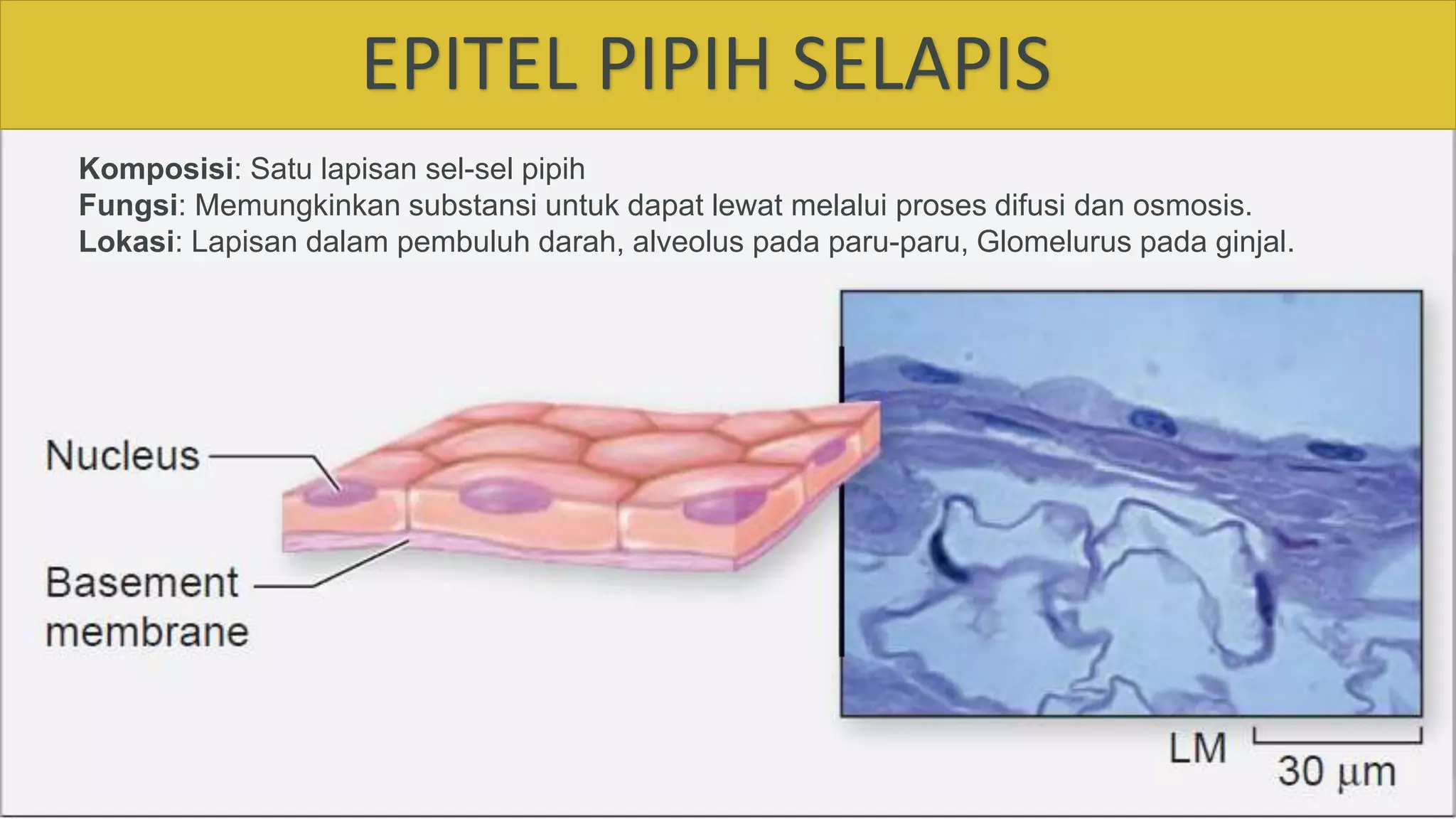 Struktur dan fungsi sel penyusun jaringan hewan | PPTX