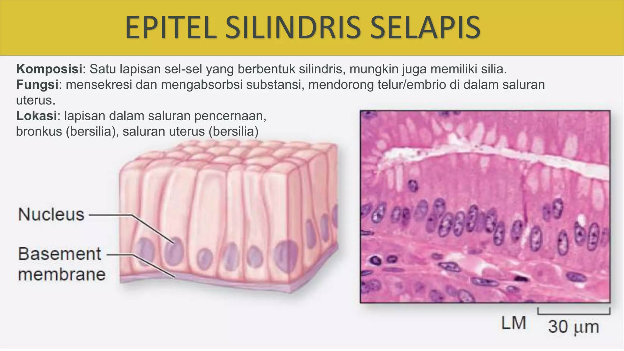 Struktur dan fungsi sel penyusun jaringan hewan | PPTX