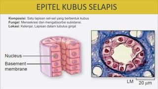 Struktur dan fungsi sel penyusun jaringan hewan | PPTX