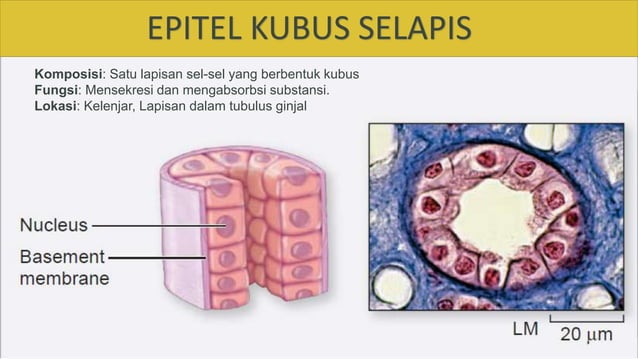 Struktur dan fungsi sel penyusun jaringan hewan | PPTX