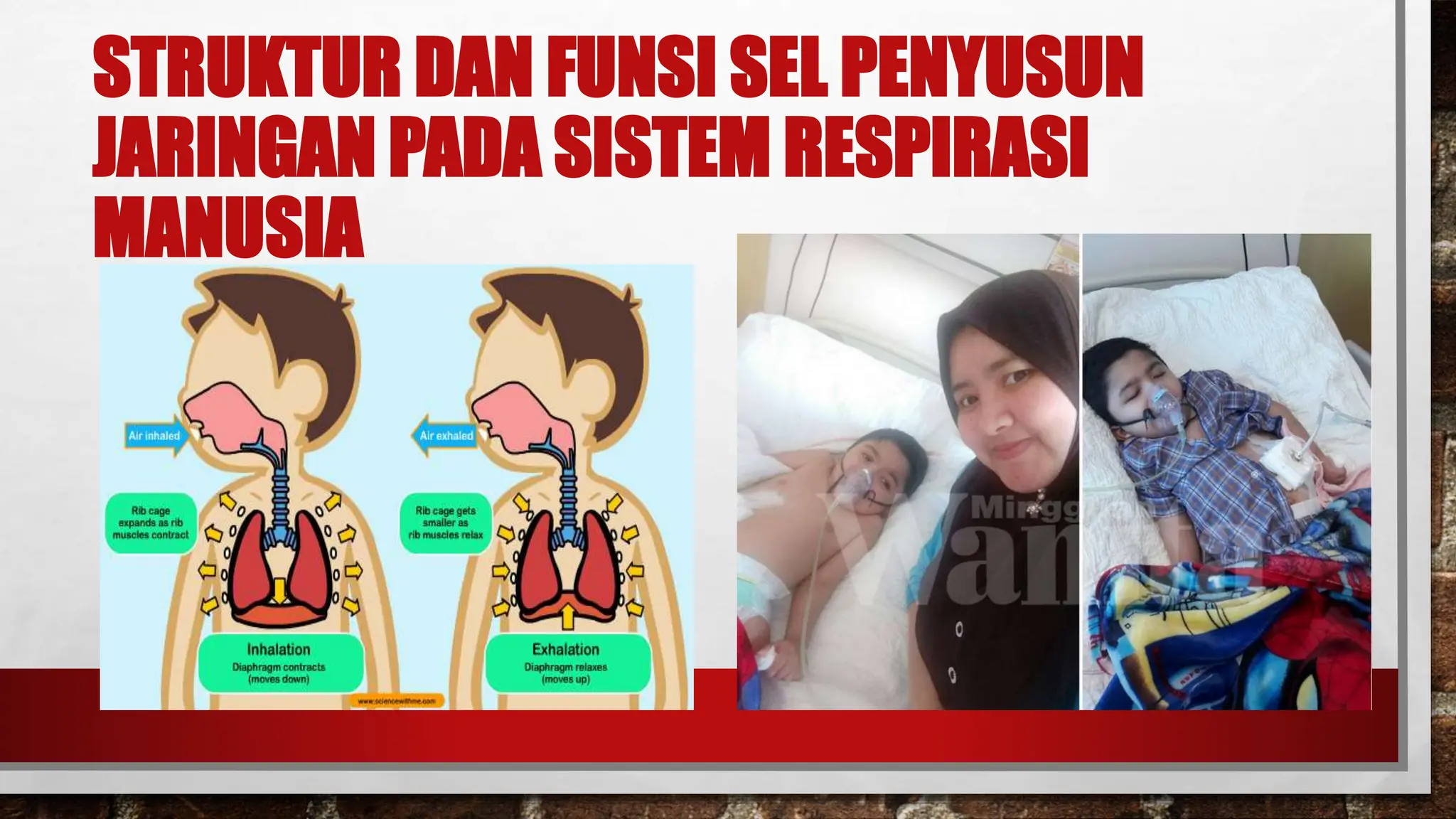 STRUKTUR DAN FUNSI SEL PENYUSUN JARINGAN PADA SISTEM-1.pptx