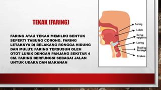 STRUKTUR DAN FUNSI SEL PENYUSUN JARINGAN PADA SISTEM-1.pptx