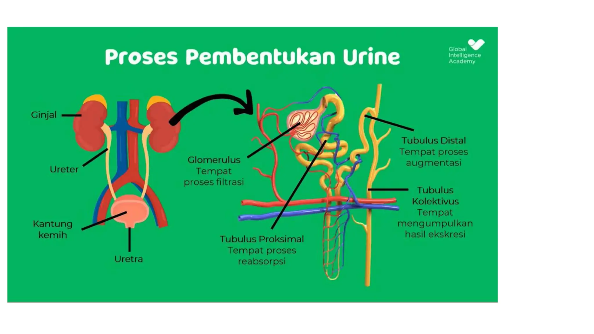STRUKTUR DAN FUNSI SEL PENYUSUN JARINGAN PADA SISTEM EKSKRESI.pptx