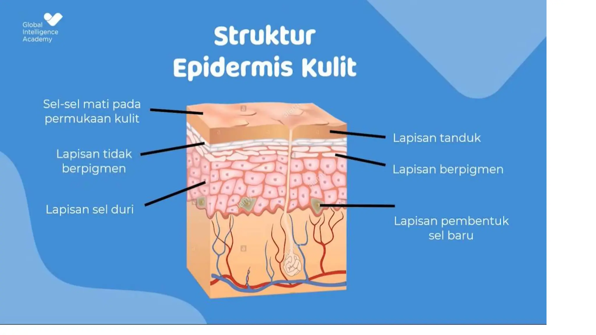 STRUKTUR DAN FUNSI SEL PENYUSUN JARINGAN PADA SISTEM EKSKRESI.pptx