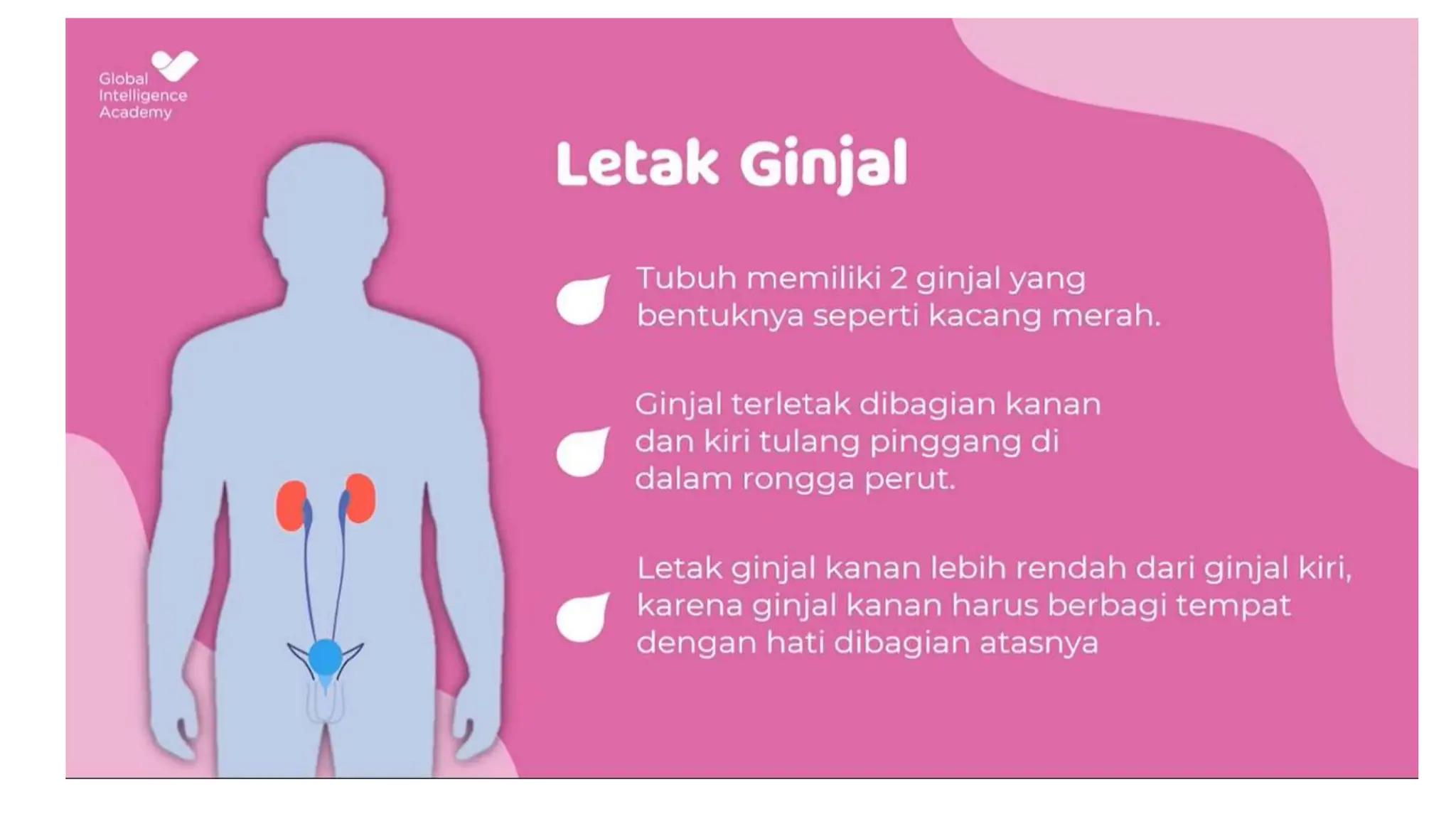 STRUKTUR DAN FUNSI SEL PENYUSUN JARINGAN PADA SISTEM EKSKRESI.pptx