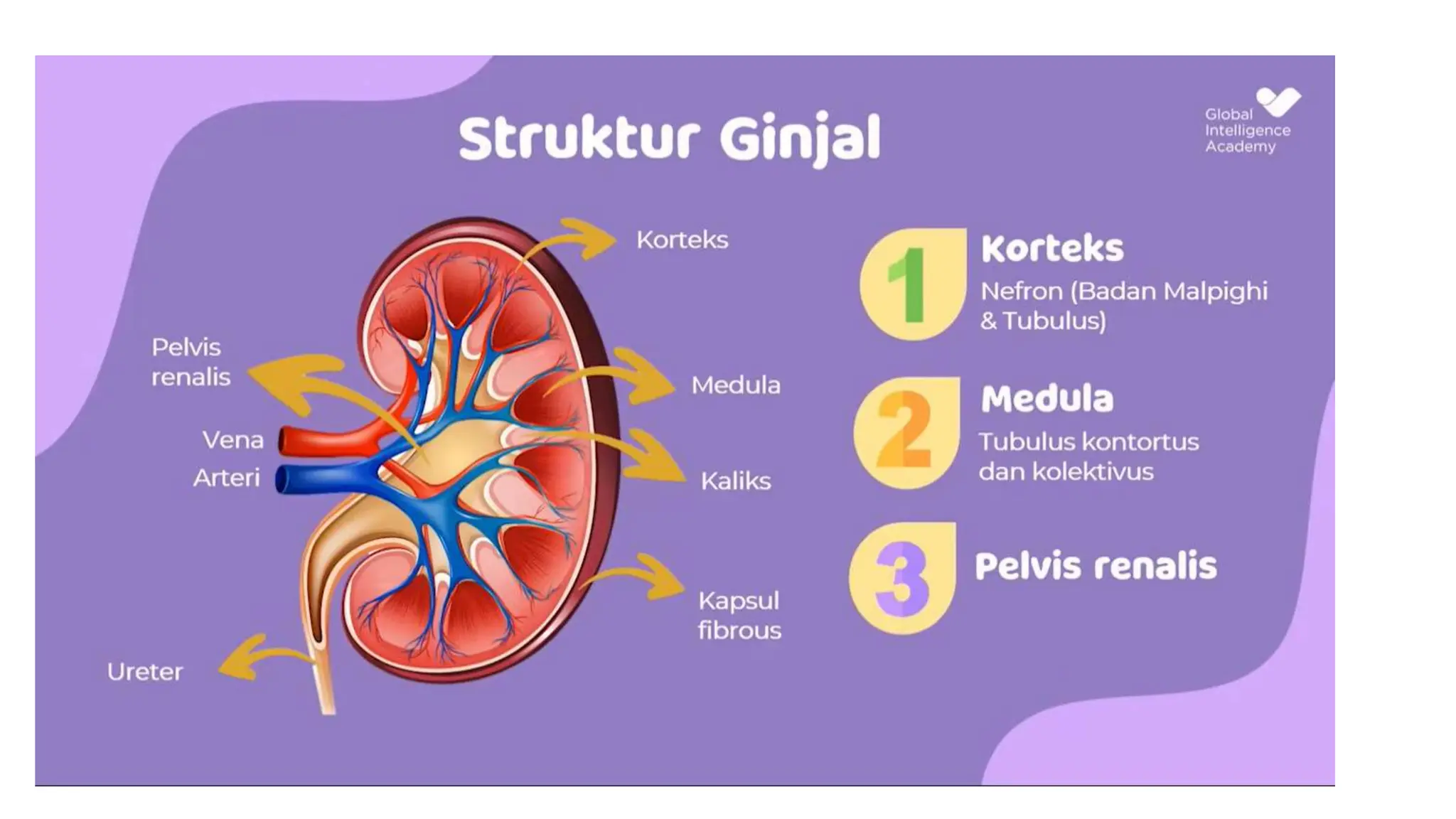 STRUKTUR DAN FUNSI SEL PENYUSUN JARINGAN PADA SISTEM EKSKRESI.pptx