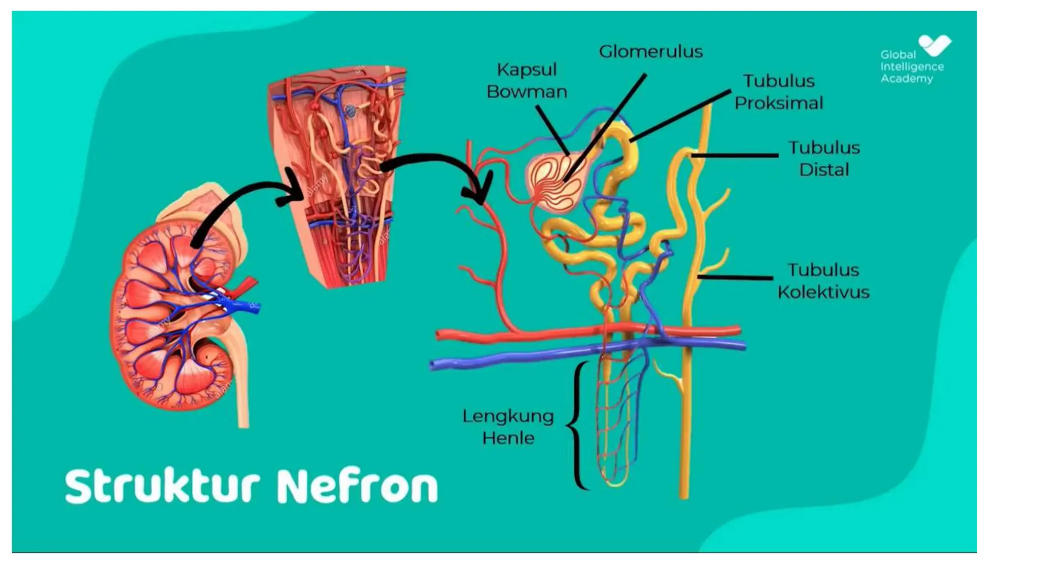 STRUKTUR DAN FUNSI SEL PENYUSUN JARINGAN PADA SISTEM EKSKRESI.pptx
