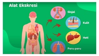 STRUKTUR DAN FUNSI SEL PENYUSUN JARINGAN PADA SISTEM EKSKRESI.pptx