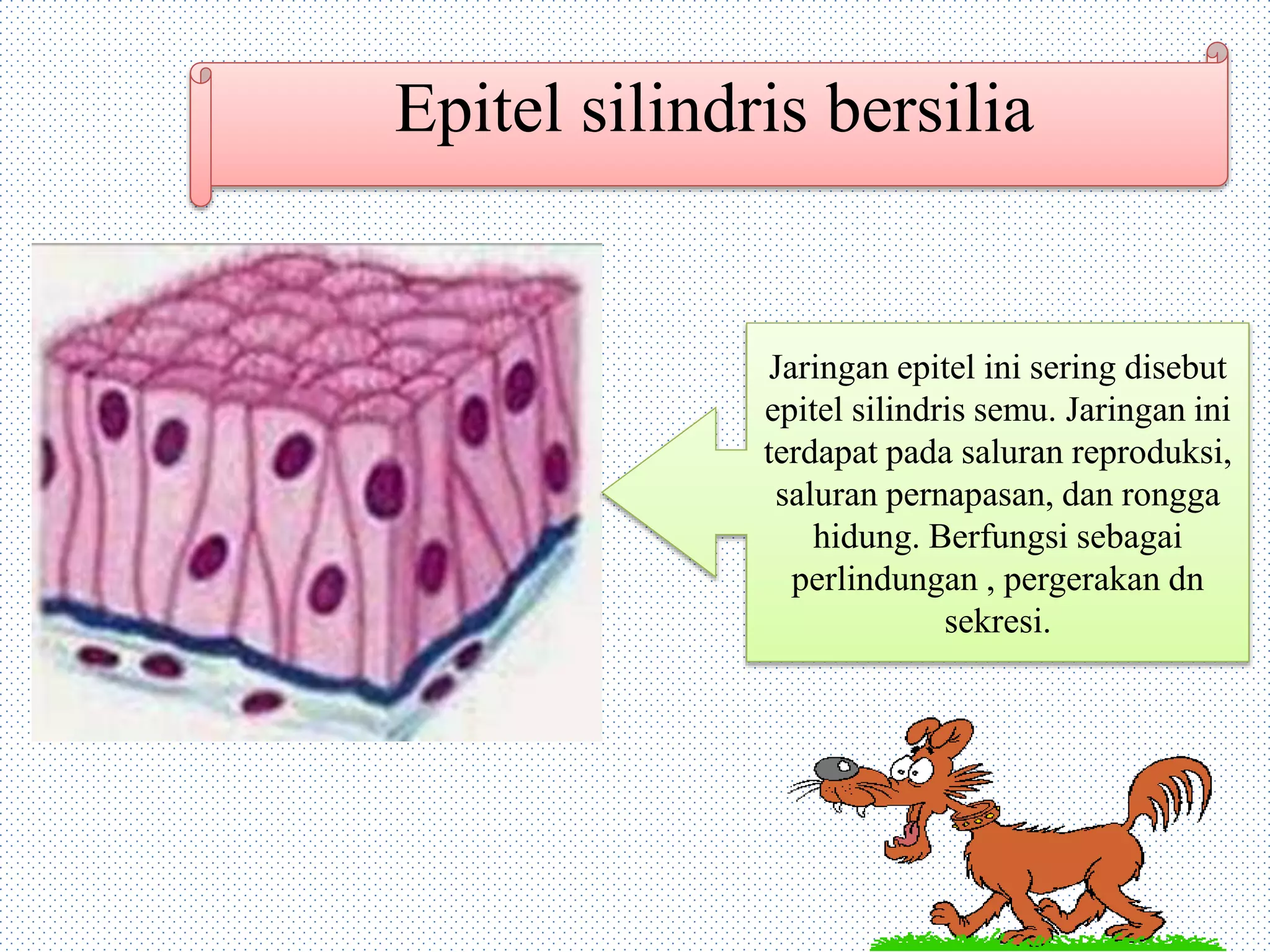 STRUKTUR DAN JARINGAN HEWAN | PPTX