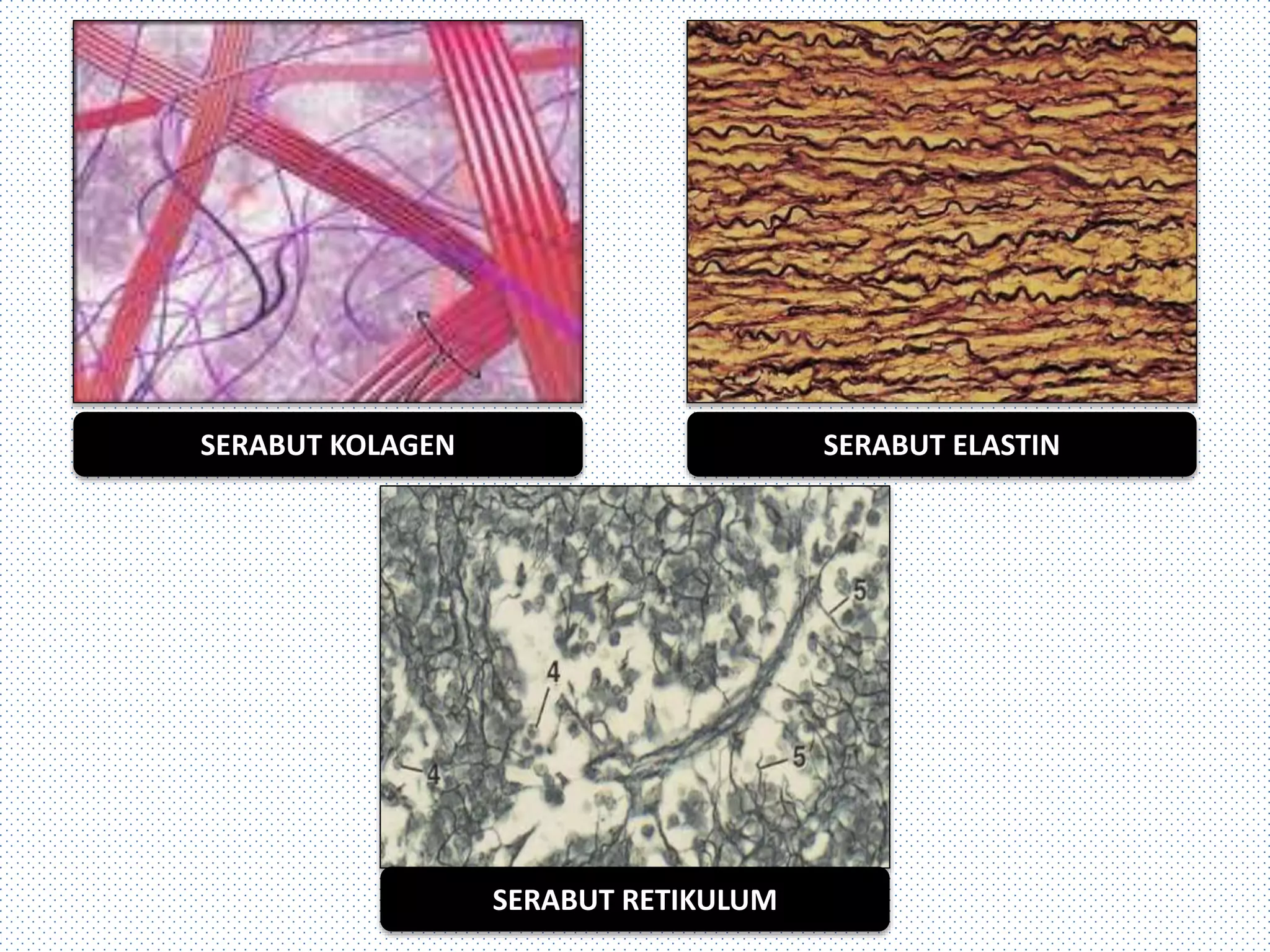 STRUKTUR DAN JARINGAN HEWAN | PPTX