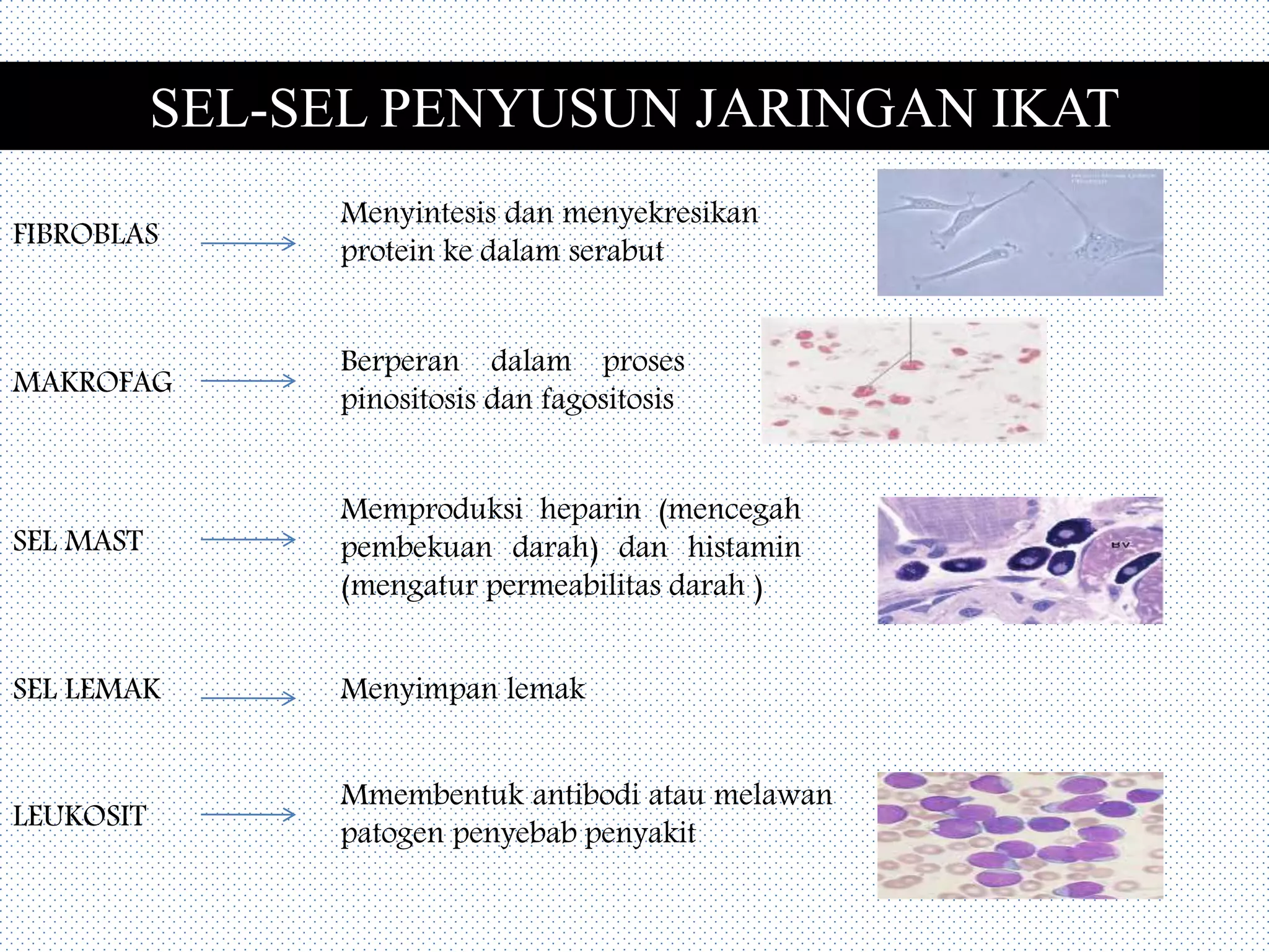 STRUKTUR DAN JARINGAN HEWAN | PPTX