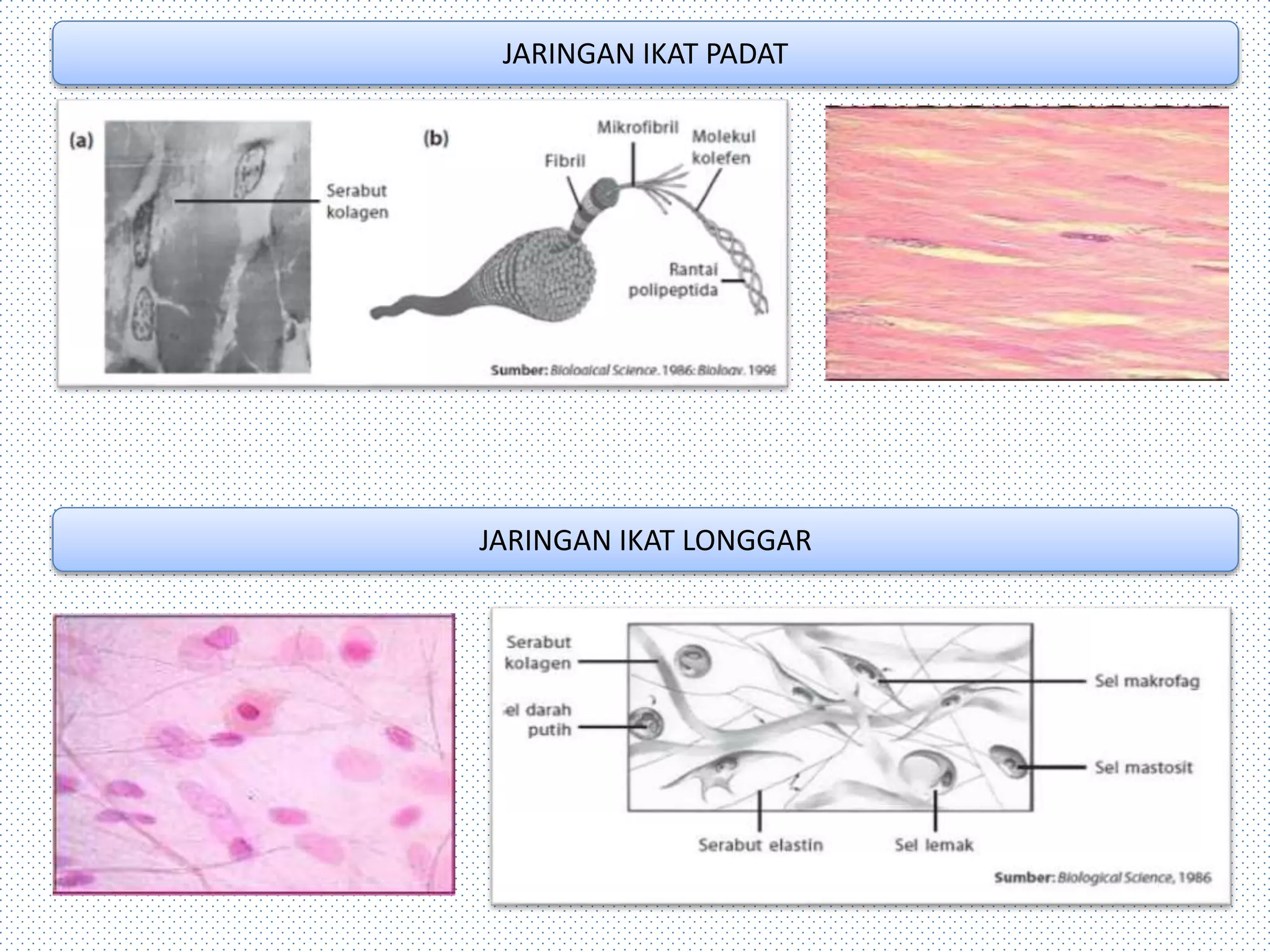STRUKTUR DAN JARINGAN HEWAN | PPTX