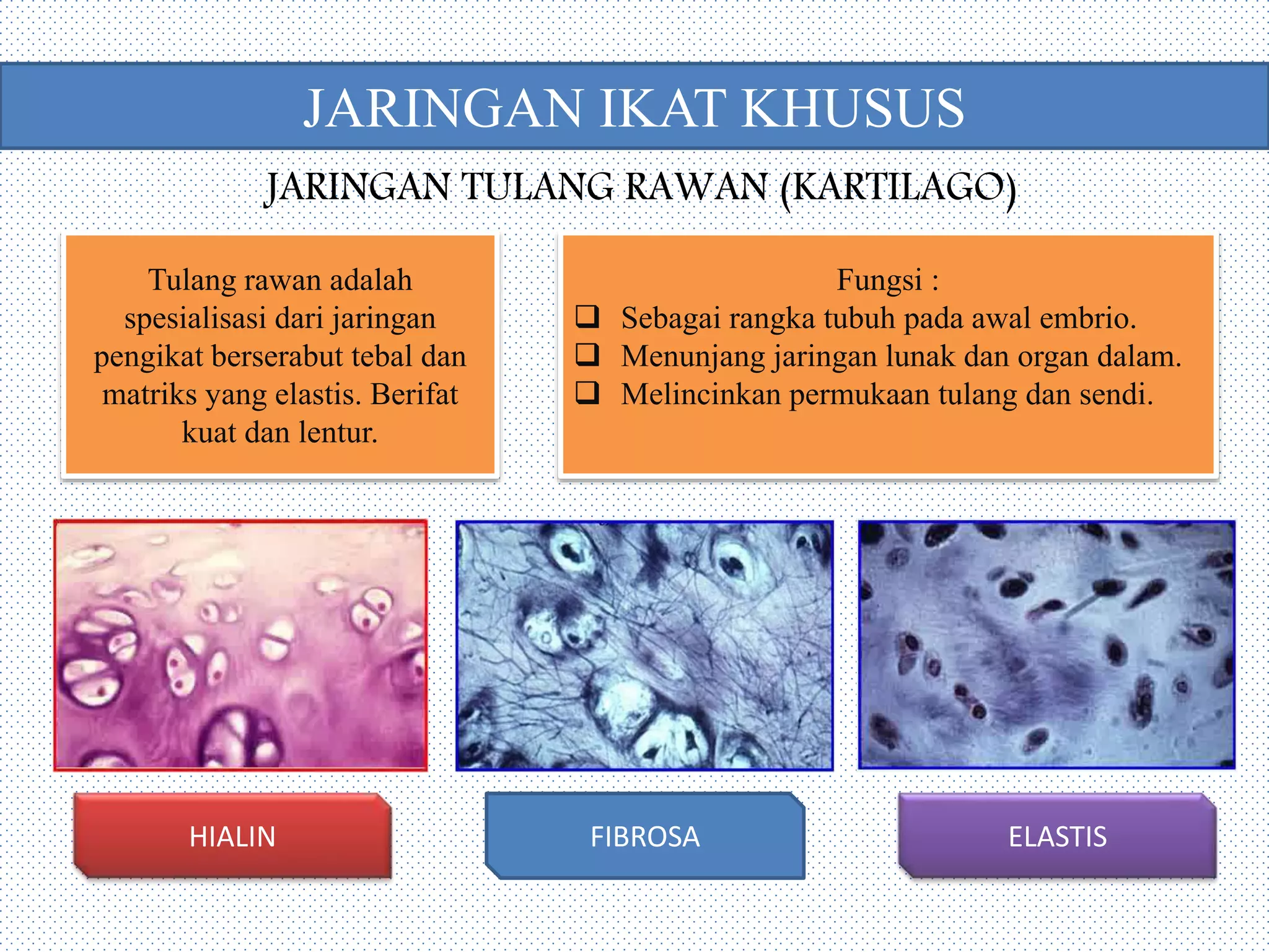 STRUKTUR DAN JARINGAN HEWAN | PPTX