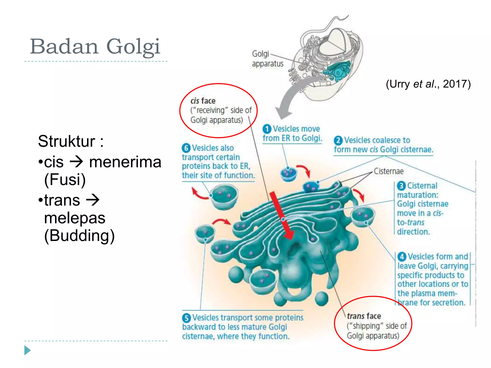 Struktur dan jenis sel | PPTX