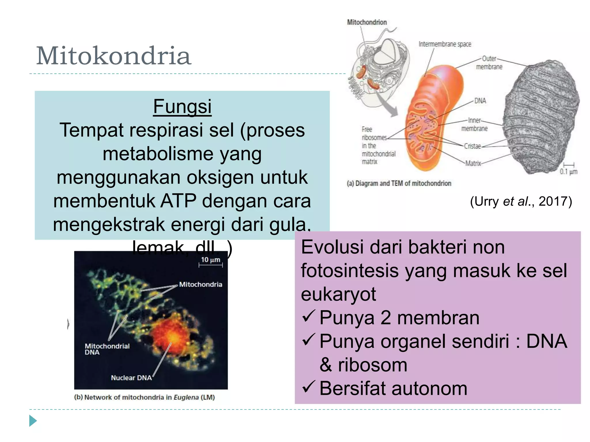 Struktur dan jenis sel | PPTX