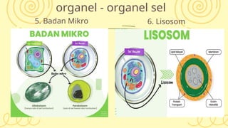STRUKTUR DAN ORGANEL SEL TUMBUHAN DAN HEWAN | PPTX