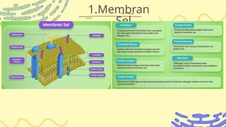 STRUKTUR DAN ORGANEL SEL TUMBUHAN DAN HEWAN | PPTX