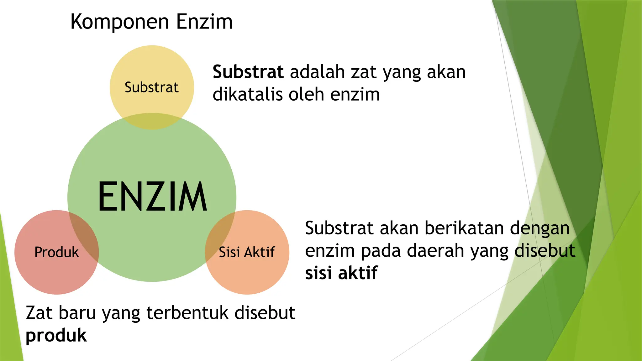 Struktur_dan_Peran_Enzim dalam tubuh manusia.pptx