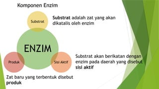 Struktur_dan_Peran_Enzim dalam tubuh manusia.pptx