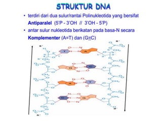 Struktur dan posisi gen | PDF