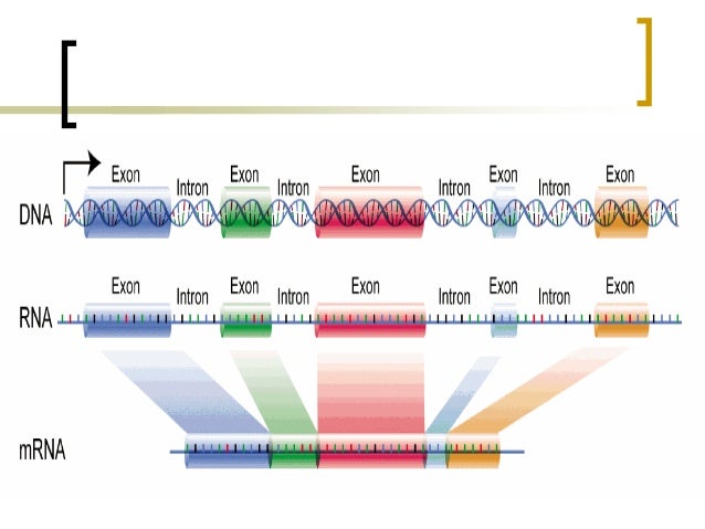 Struktur dan posisi gen