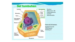 STRUKTUR DASAR SEL pada makhluk hidup.ppt