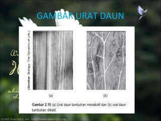 Struktur daun dan fungsinya | PPT