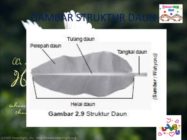 Struktur daun dan fungsinya | PPT