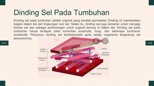 Struktur Dinding Sel.pptx