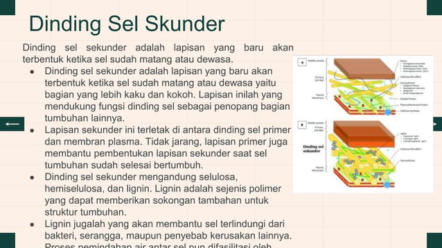 Struktur Dinding Sel.pptx