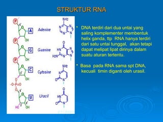 Struktur_dna_dan_rna Dan Penjelasannya lengkap | PPT