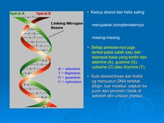 Struktur_dna_dan_rna Dan Penjelasannya lengkap | PPT