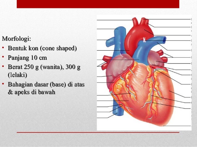 STRUKTUR & FISIOLOGI - JANTUNG