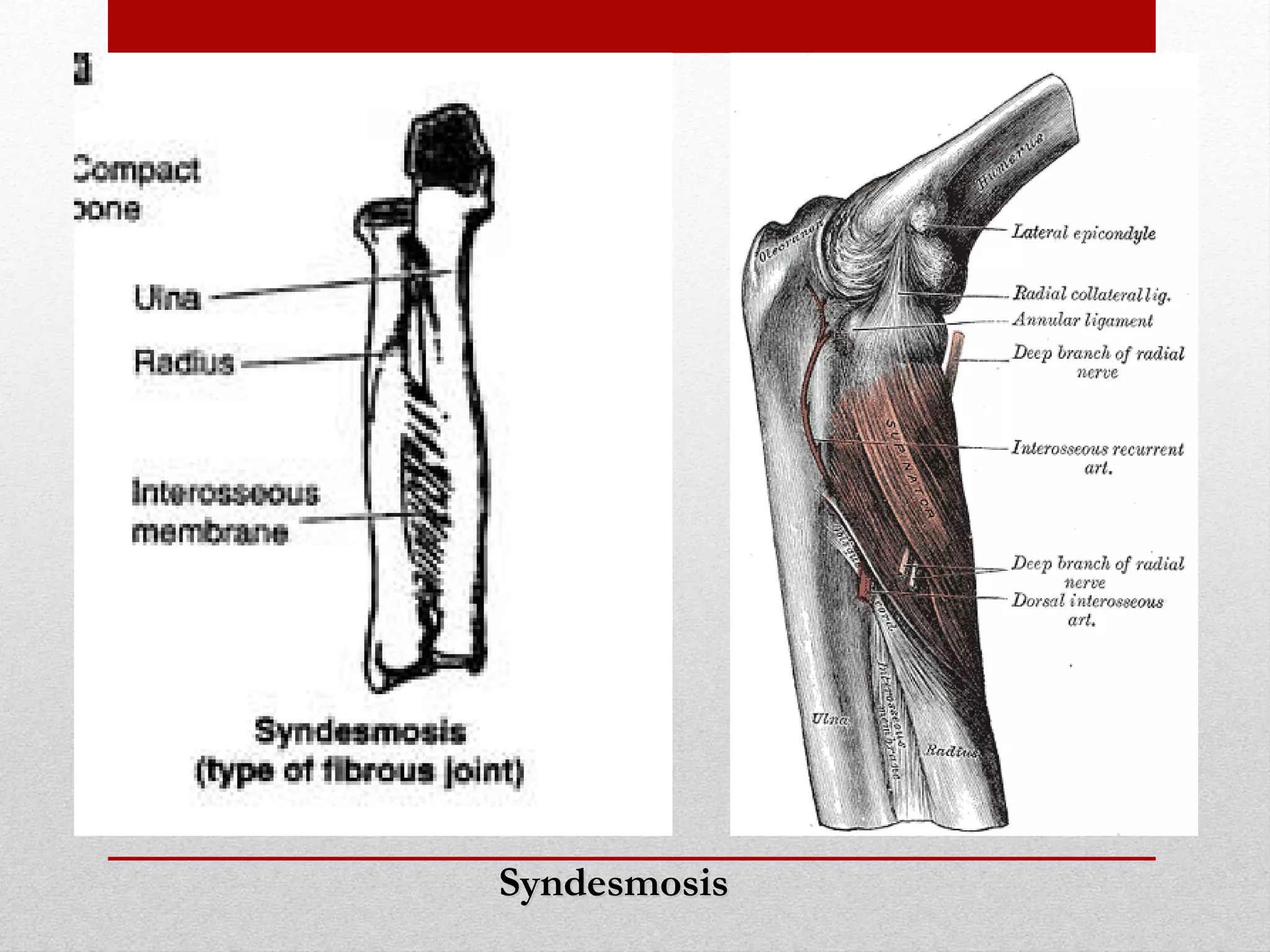 STRUKTUR & FISIOLOGI - SENDI | PPT