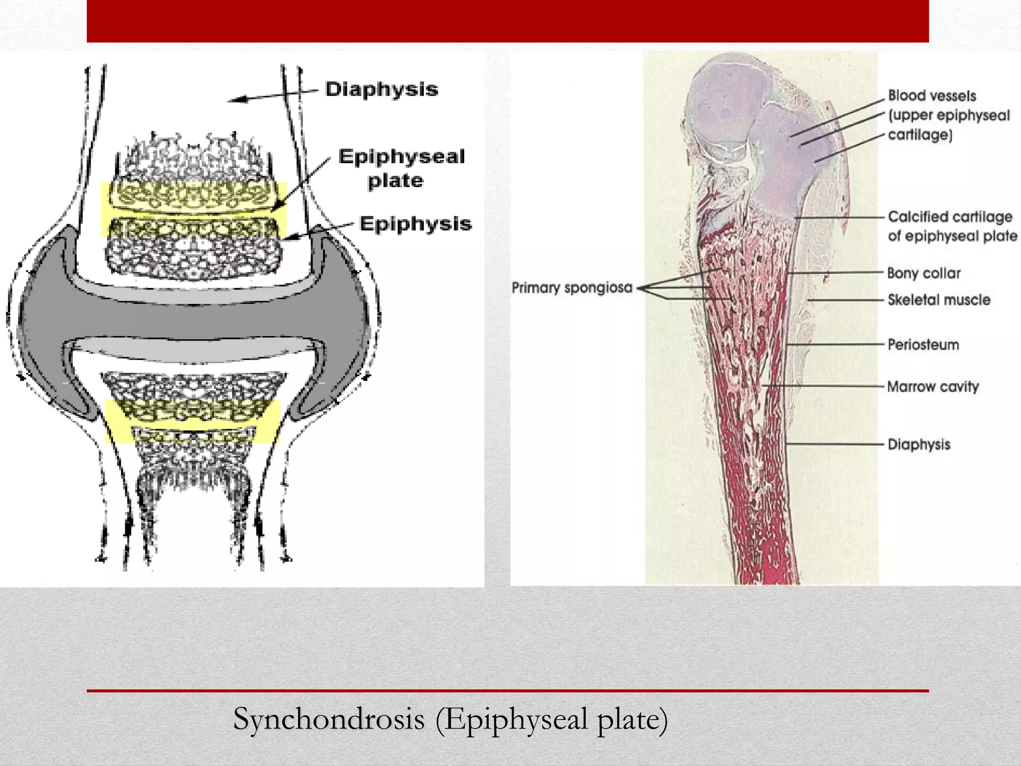 STRUKTUR & FISIOLOGI - SENDI | PPT