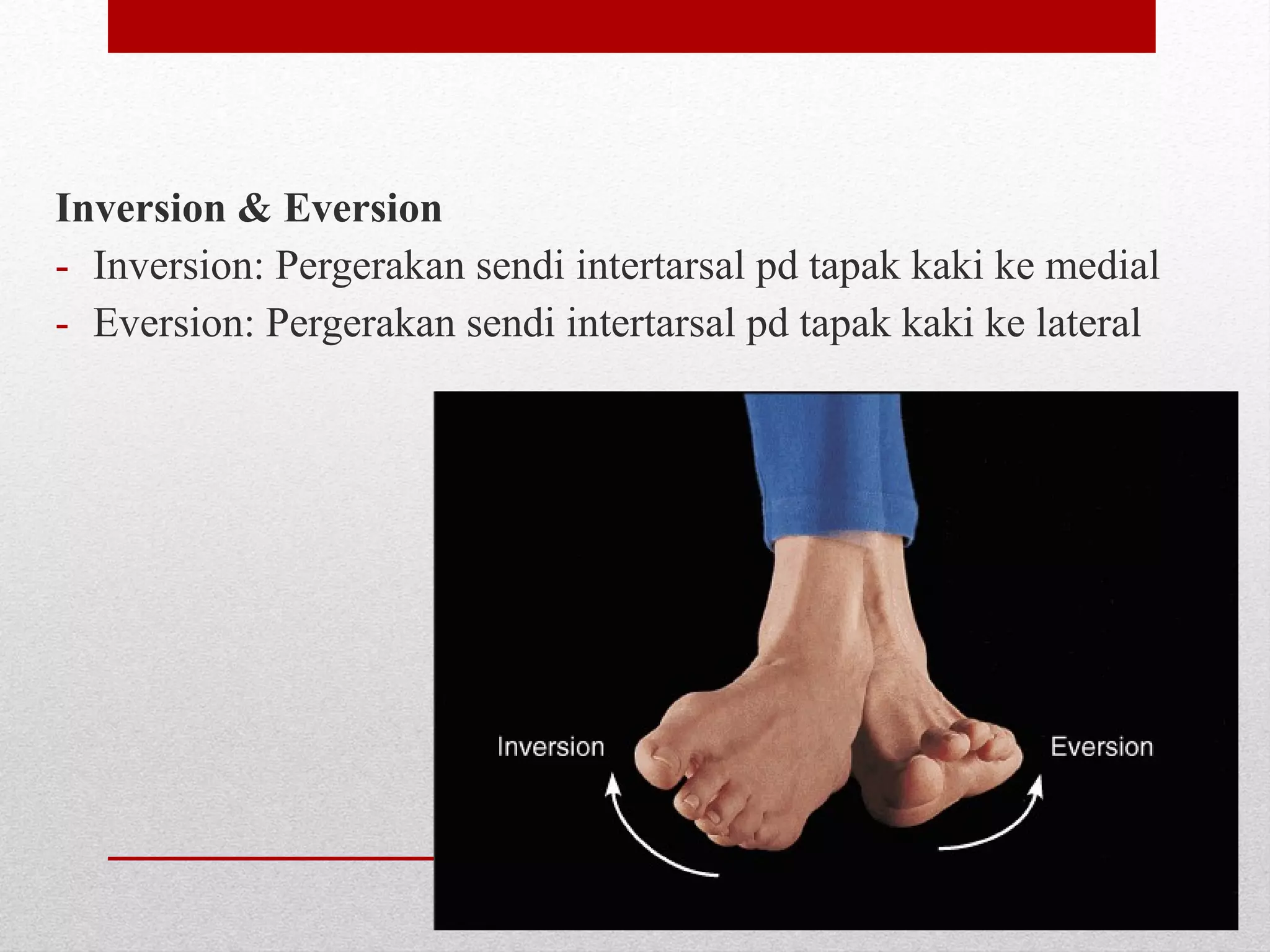 STRUKTUR & FISIOLOGI - SENDI | PPT