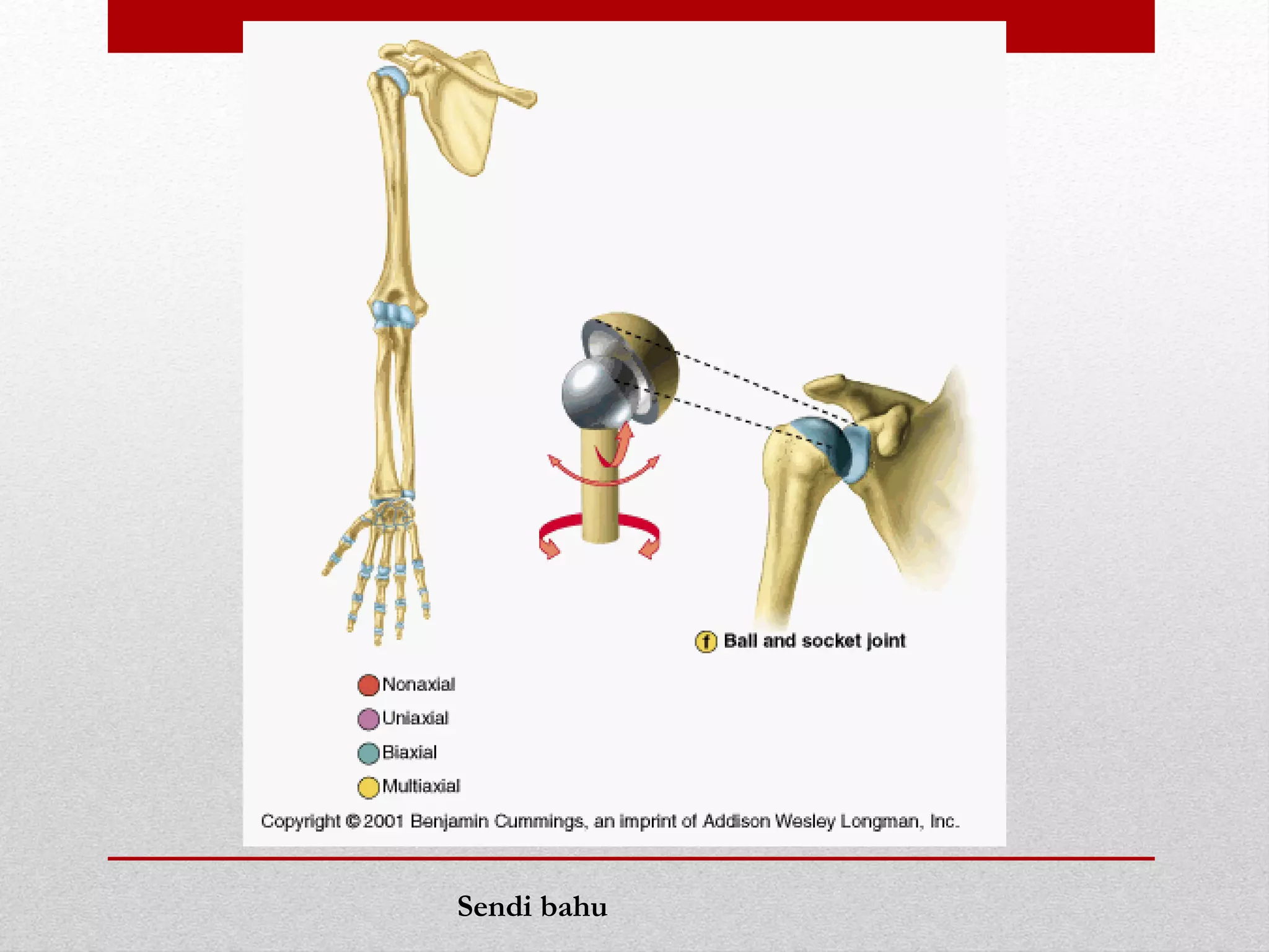STRUKTUR & FISIOLOGI - SENDI | PPT