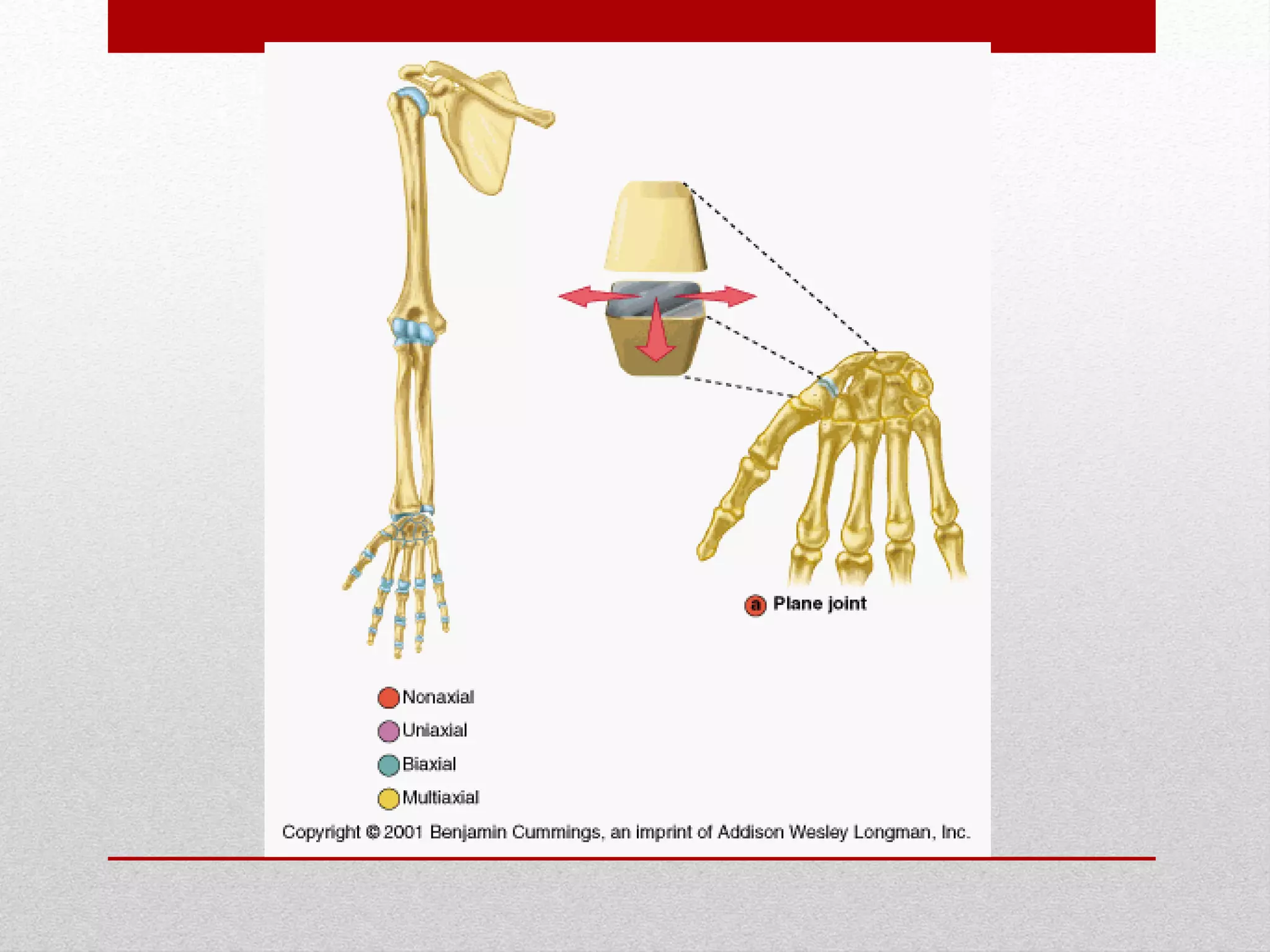 STRUKTUR & FISIOLOGI - SENDI | PPT