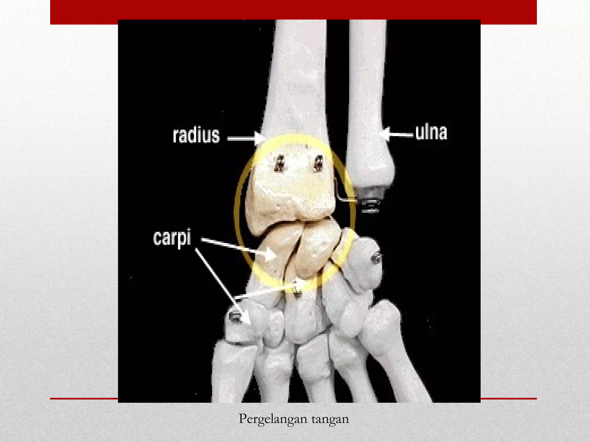 STRUKTUR & FISIOLOGI - SENDI | PPT