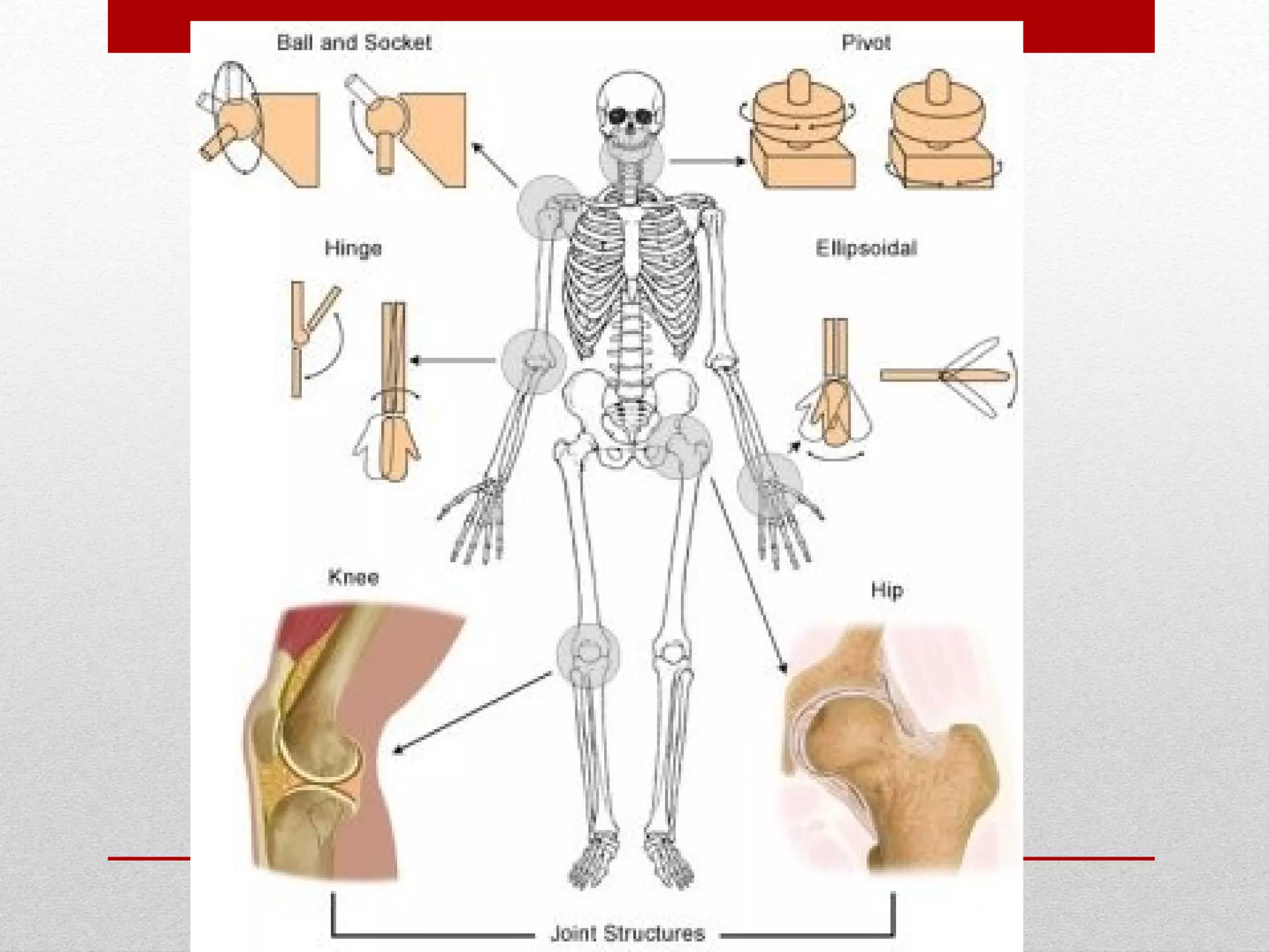 STRUKTUR & FISIOLOGI - SENDI | PPT