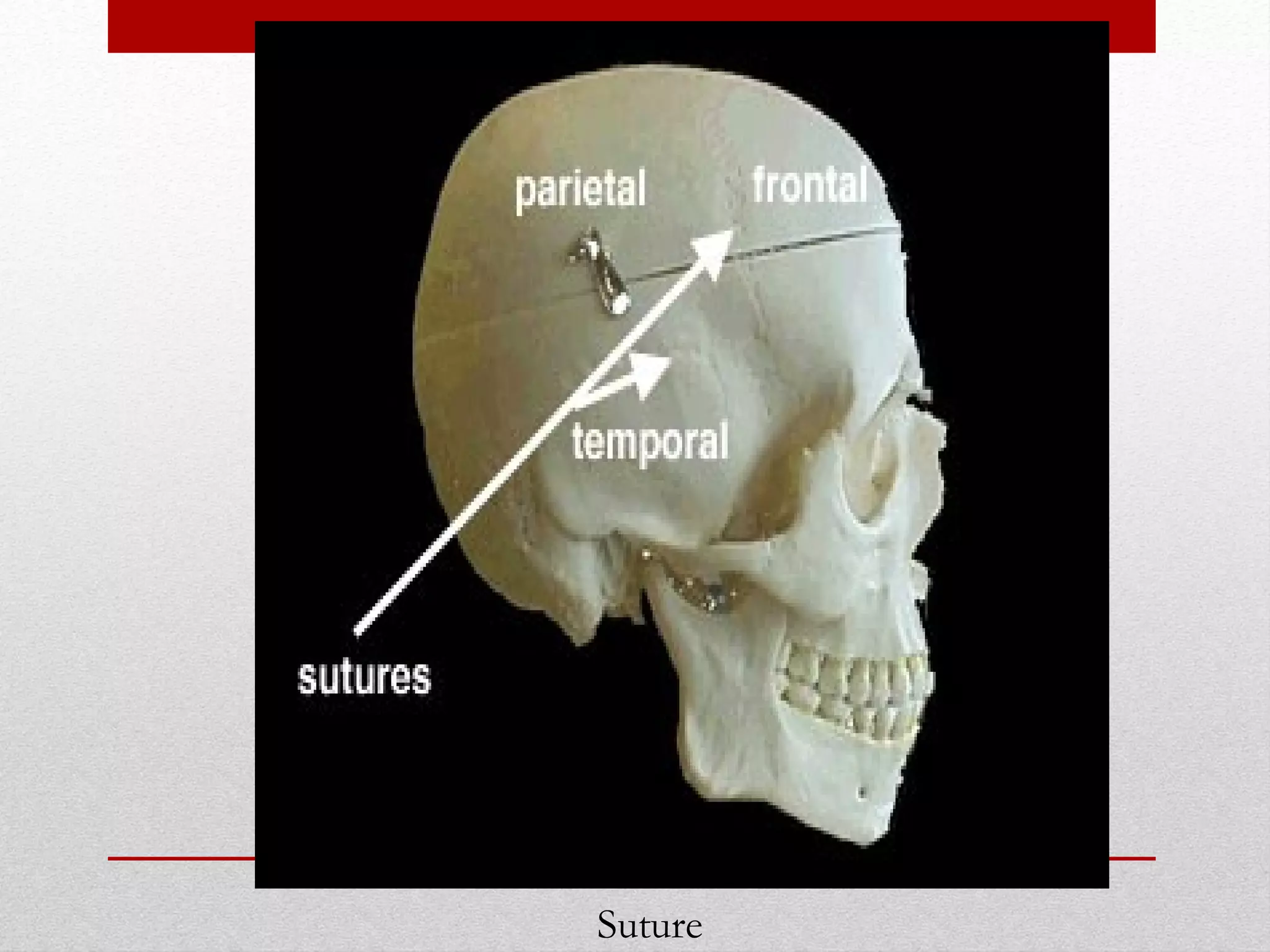 STRUKTUR & FISIOLOGI - SENDI | PPT
