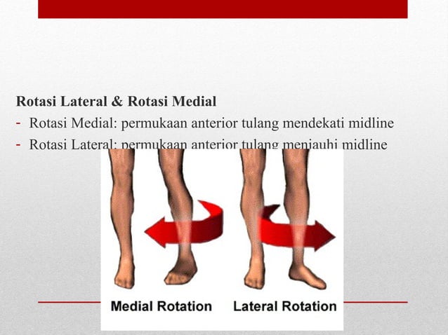 STRUKTUR & FISIOLOGI - SENDI | PPT
